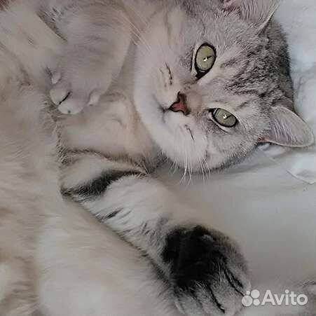 Британский кот вязка