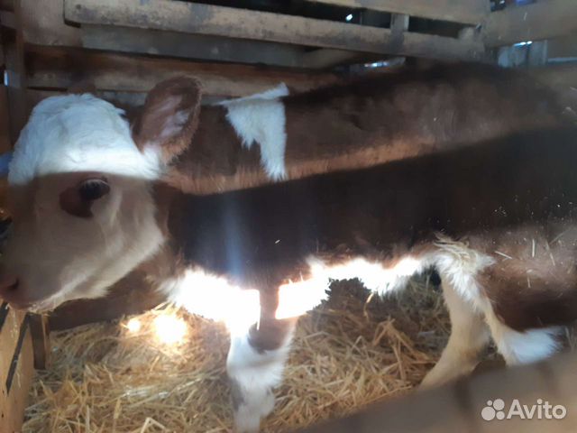 Телята тёлочки