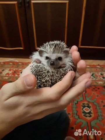 Декоративный ежик