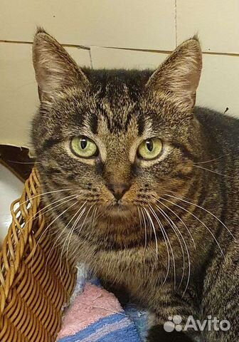 Полосатое счастье