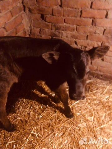 Телка телочка