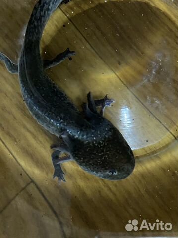 Аксолотль черный