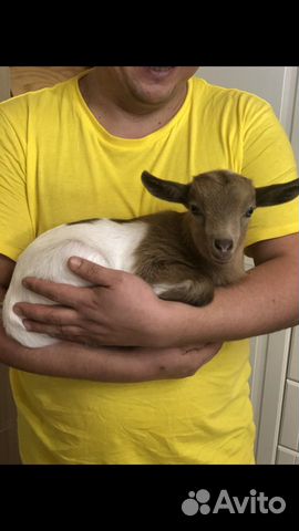 Камерунский козленок