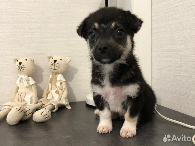 Крошик ищет дом