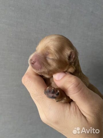 Мальтипу мини f1