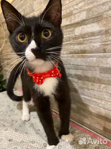 Котенок мальчик Ромео 4 мес