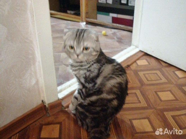 Шотландский кот на вязку