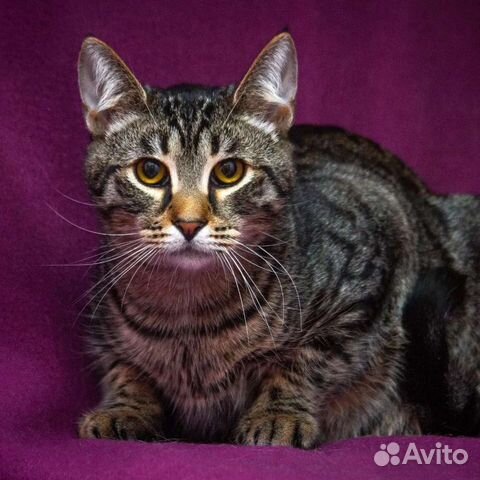 Серьёзный Ричи в добрые руки