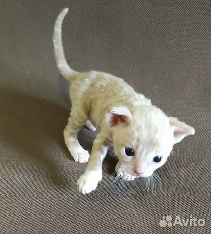 Кремовый с белым кудрявый