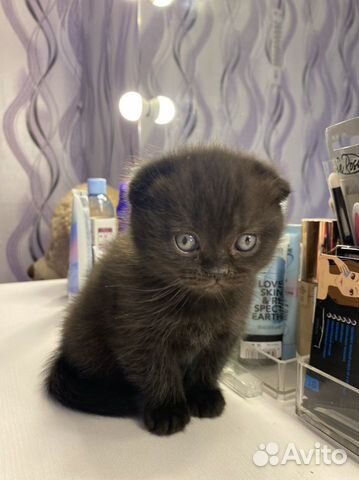 Шотландская вислоухая малышка