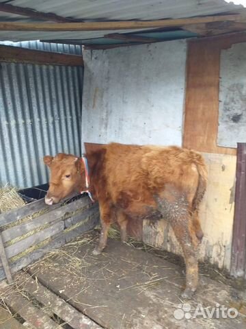 Бычок 7 месяцев