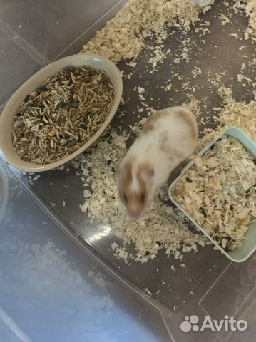 Сирийский хомяк