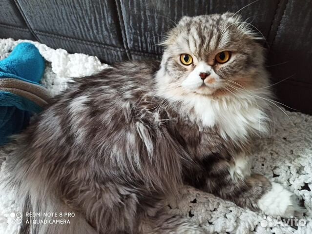 Шотландский кот на вязку