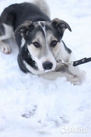 Джой ищет передержку или сразу дом