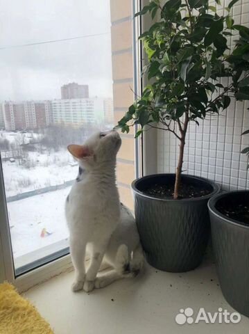 Кот в добрые руки