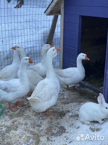 Гусята, Линда, Утята, гуси, утки