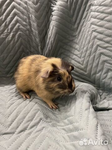 Морская свинка