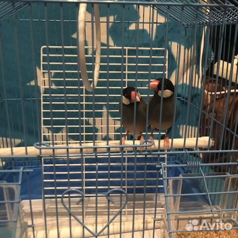 Рисовые амадины