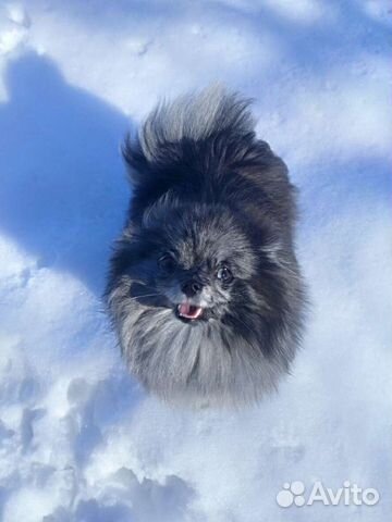 Померанский шпиц Голубой Мерле
