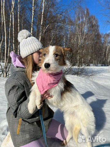 Небольшой собачке нужна семья