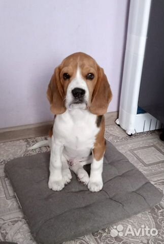 Бигль мальчишка