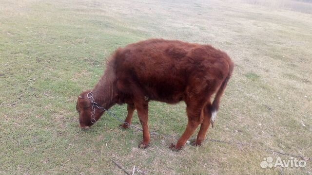 Продам телочку 8 месяцев