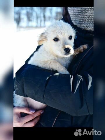 Щеночек в хорошие руки