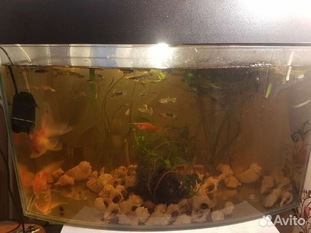 Аквариум с рыбками