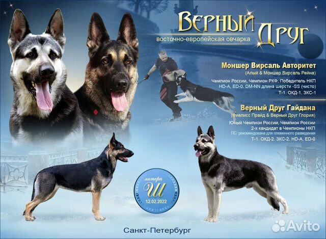 Восточноевропейская овчарка