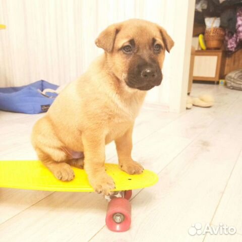 Щенок в добрые руки