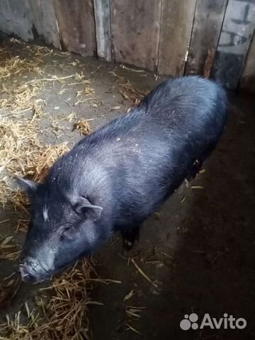 Вьетнамские свиньи