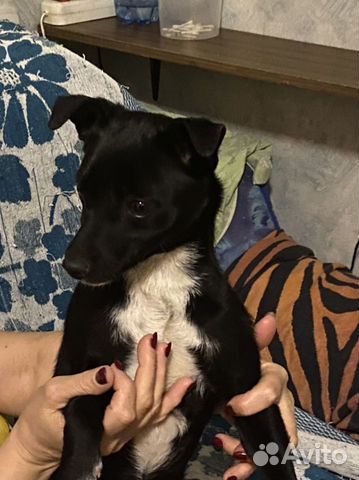 Потеряшка собачка, ищем хозяина