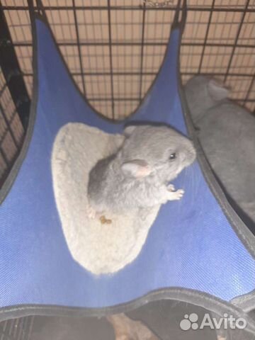 Серебристая шиншилла