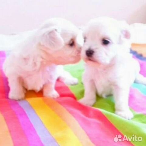 Мальтийская болонка щенки (Мальтезе)