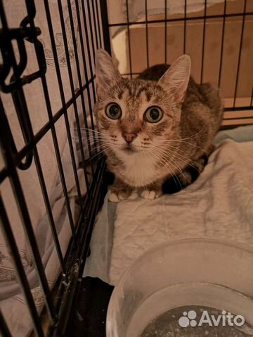 Бабушкину кошку выкинули на улицу