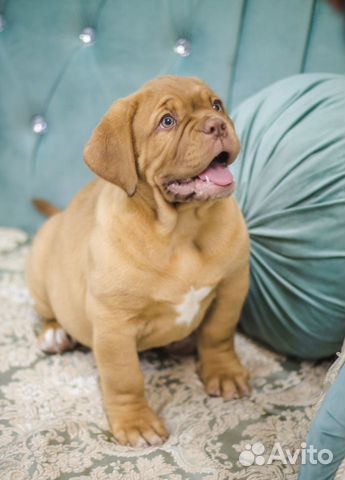 Бордоский дог (французский мастиф)