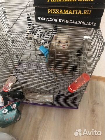 Хорек пастельного окраса