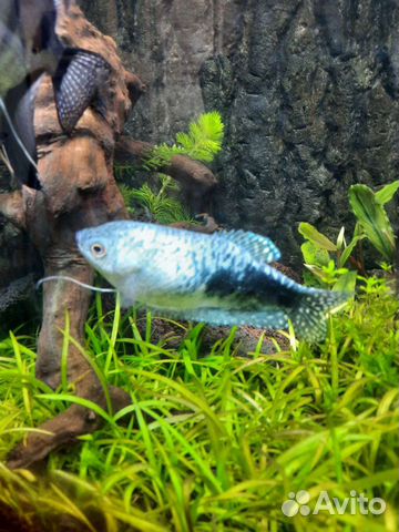 Аквариумные рыбки отдам бесплатно