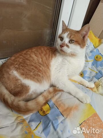 Котик Маффин
