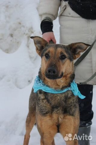 Собака ищет семью