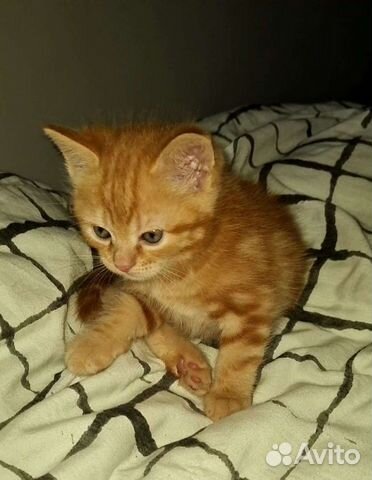 Британские котята