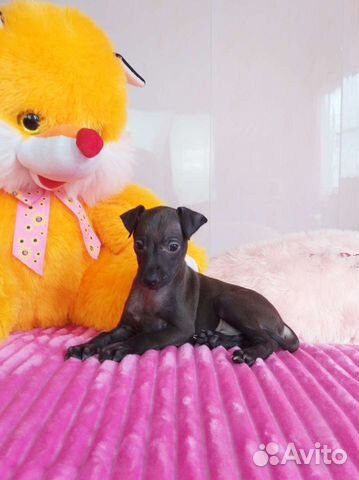 Шоколадный мальчик