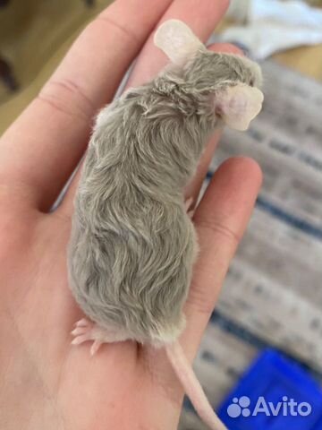 Декоративные мыши