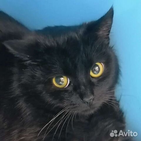 Жужик. Завтра выпустят на улицу