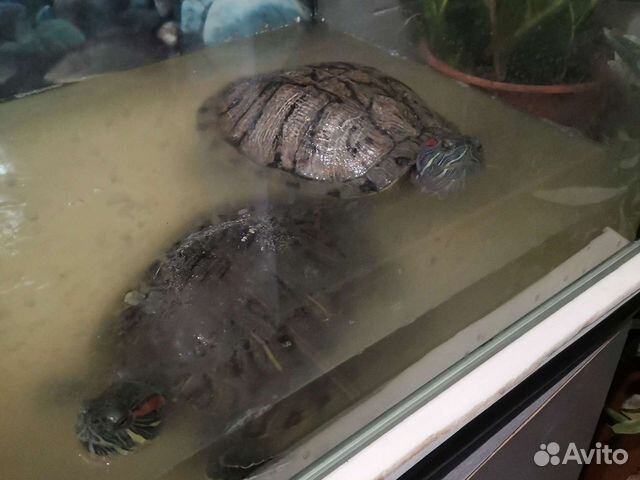 Красноухая черепаха бесплатно