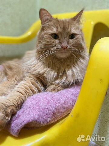 Красавица Василиса ищет родителей