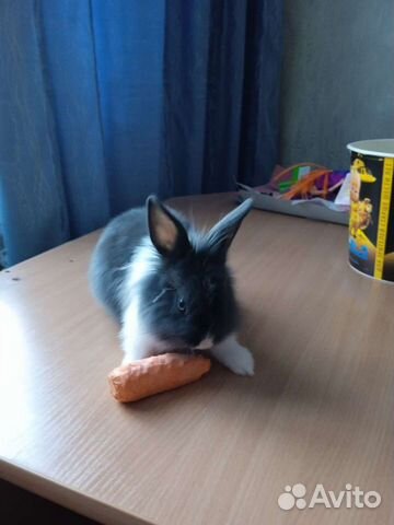 Декоративные кролики