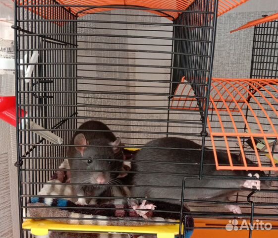 Отдам в добрые руки крысеныша