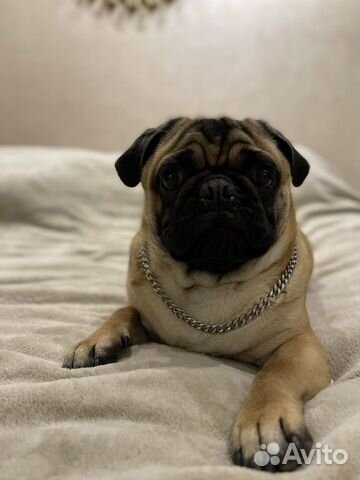 Мопс