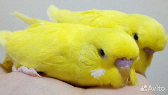 Жёлтые птенчики из гнезда